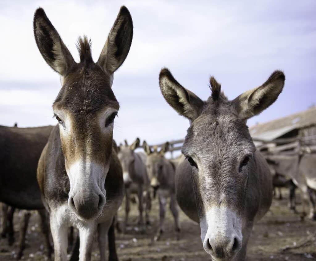 The Rising Donkey Population in Pakistan: A Boon for the Livestock ...